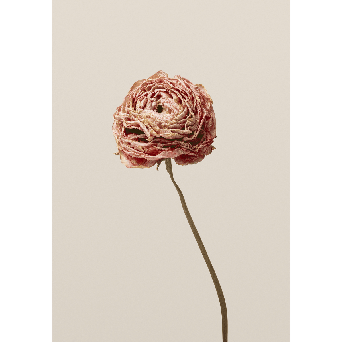 Aesthetic Flower Minimalistic Wall Art Photo Poster Print – The Art ...