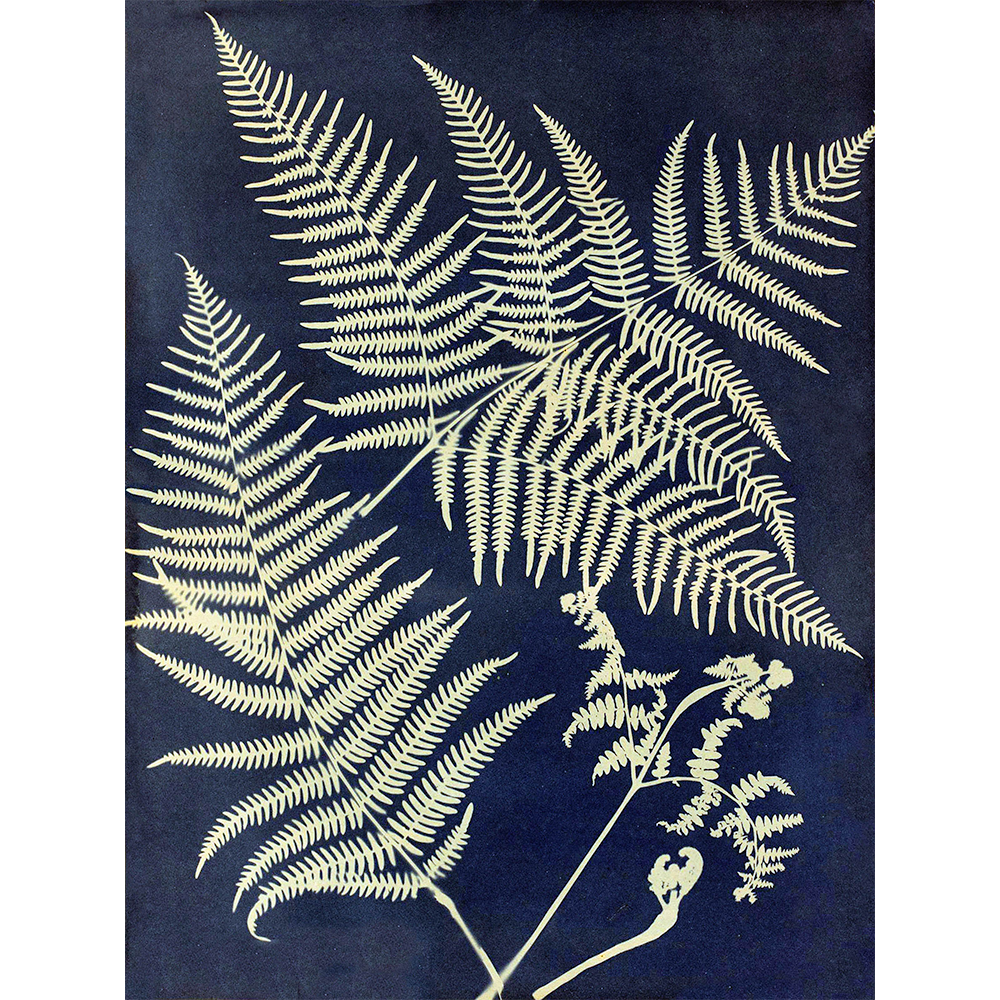 Eagle Fern - Abstract By Anna Atkins - Wall Art Photo Poster – The Art ...